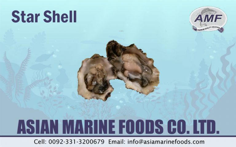 Star Shell Exporter Pakistan Star Shell Exporter Pakistan